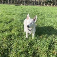 Dogs for homing – Epsom Canine Rescue