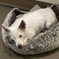 Dogs for homing – Epsom Canine Rescue